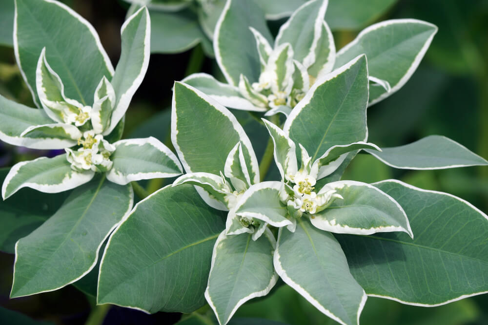 Panacea for Pain Is Abundant in the Fields in North Texas - Greenhouse ...